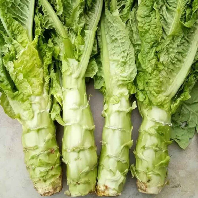 Rau tiến vua khô chế biến được nhiều món ngon: Nộm, gỏi, nhúng lẩu...